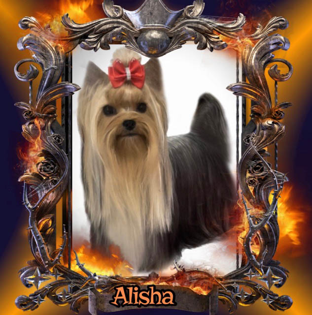 AKC Yorkshire Terriers, Yorkies, Champion Yorkie females