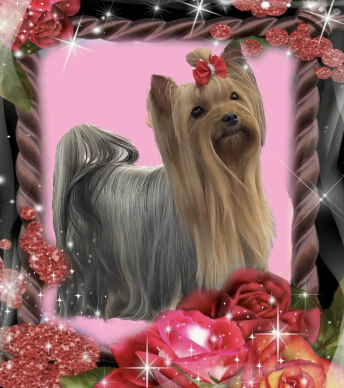 AKC Yorkshire Terriers, Yorkies, Champion Yorkie females