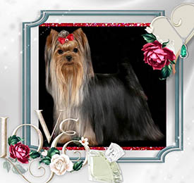 AKC Yorkshire Terriers, Yorkies, Champion Yorkie females
