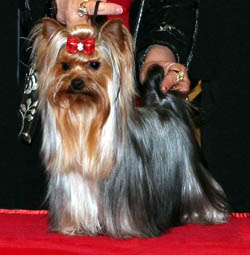AKC Yorkies, Yorkshire Terriers, Champion Yorkie males